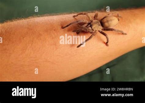 Spider Bug Stock Videos And Footage Hd And 4k Video Clips Alamy