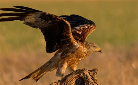 Red Kite Facts Identification Diet Migration Info Etc Binocular Base