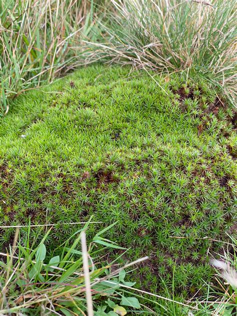 Polytrichum Juniperinum British Bryological Society