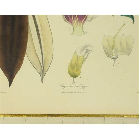 19th Century Hand Colored Lithograph Of A Bignonia Botanical Specimen By Nathaniel Wallich