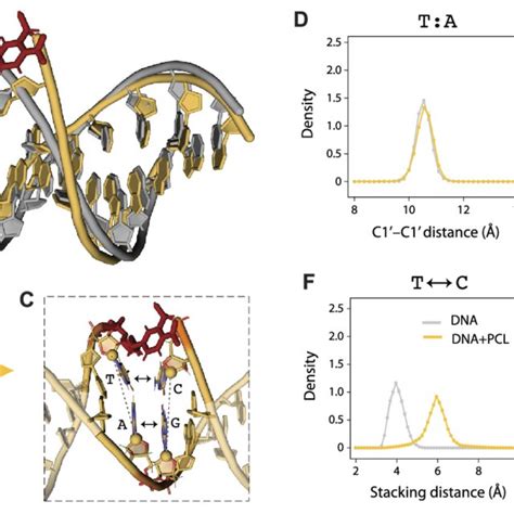 Molecular Dynamics Simulation Of A Pcl Containing Duplex A Download Scientific Diagram