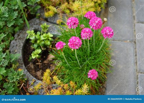 Armeria Maritima In The Garden In Spring Berlin Germany Stock Image Image Of Flora Leaf