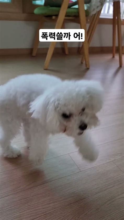 귀여운 댕댕이 폭력쓸까~ Youtube