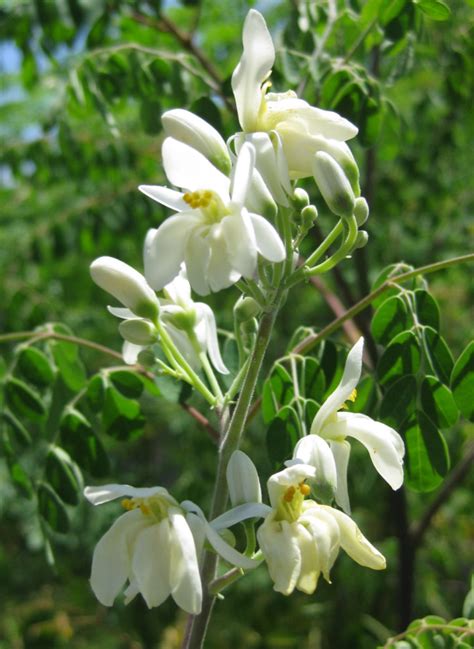 Moringa Flower Moringa Known As The Tree Of Life Everest Ayurveda