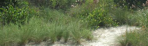 Plant Real Florida Bring Your Landscape To Life With Native Plants