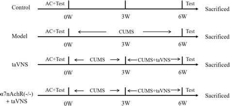 The Schematic Representation Of Experimental Protocol Ac