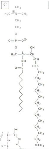 Lipid Structures Flashcards Quizlet