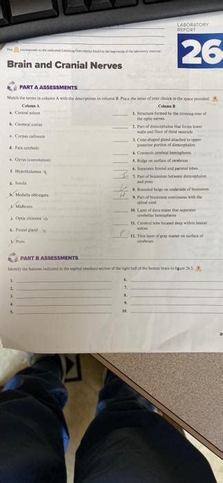 LABORATORY REPORT 26 Brain And Cranial Nerves PART A Chegg Com