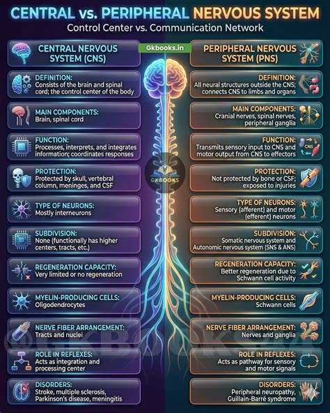 Infopic Notes 🧠 Cns Vs Pns Central Vs Peripheral Facebook
