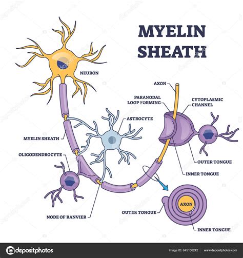 Axon Model Labeled
