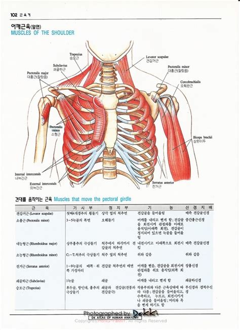 인체해부도골격 골격근 신체근육명칭 근육이름 Biceps Brachii Shoulder Muscles Scapula