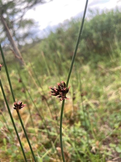 Juncus Arcticus Our Native Plants