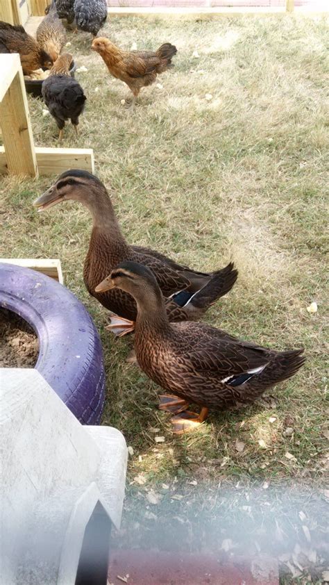 Rouen Ducks Backyard Chickens Learn How To Raise Chickens