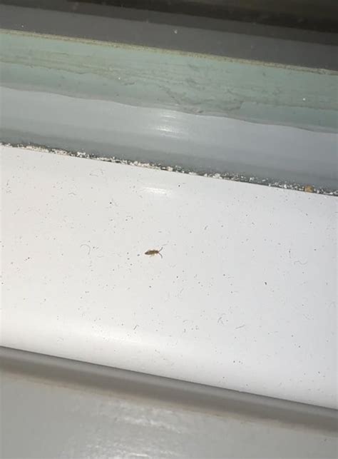 Georgia Tiny Brown Bugs On All Our Window Sills In New Construction