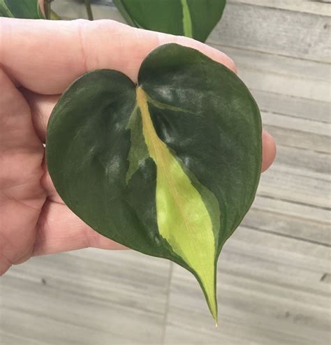 Philodendron Hederaceum Heartleaf Philodendron Parlor Ivy