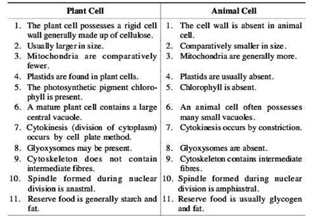 Difference Between Plant Cell And Animal Cell