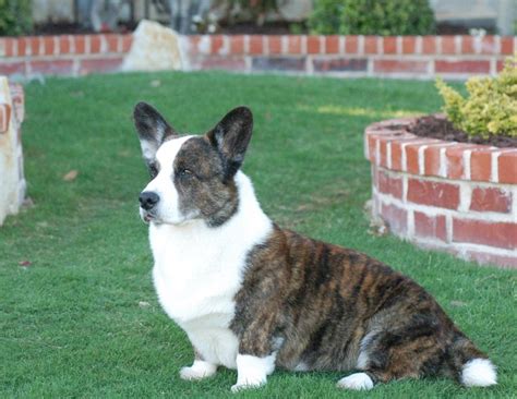 Cardigan Welsh Corgi Lab Mix At Jennifer Lyman Blog