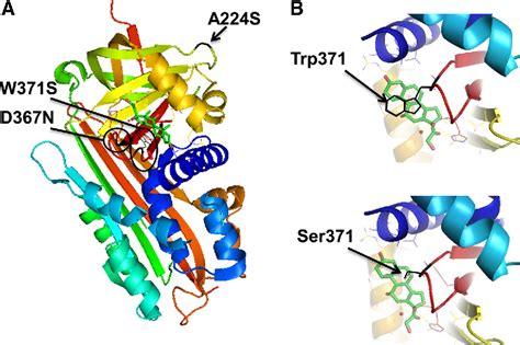 Corticosteroid Binding Globulin Deficiency Semantic Scholar