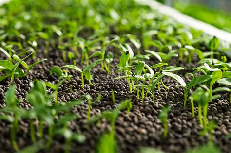 种子发芽高清图片下载 正版图片501626409 摄图网