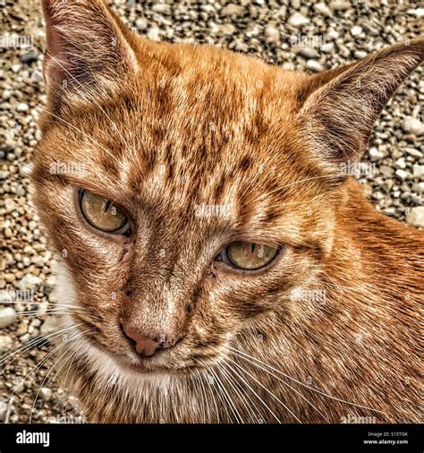 How Rare Are Female Ginger Tabby Cats At Harrison Greenwood Blog