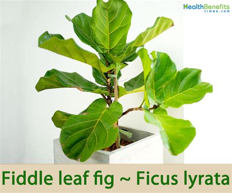 Health Benefits Of Fiddle Leaf Fig Health Benefits
