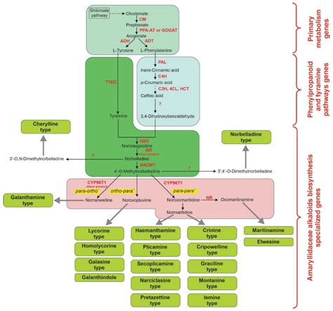 Schematic Presentation Of The Proposed Biosynthetic Pathway Of