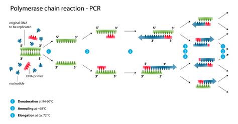Polymerase Chain Reaction Pcr Principle Procedure Types Applications And Animation
