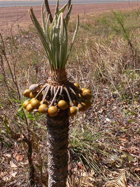 Ian Fraser Talking Naturally Cycads Ancients With An Amazing Sex Life