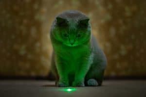 Best Laser Pointer For Cats Top 10 Picks For Endless Fun