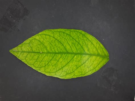 Citrus Object Detection Model By Gaziosmanpasa