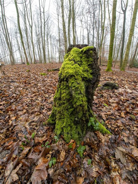 Tree Stump Overgrown With Moss In Winter Sun In Forest 11977295 Stock Photo At Vecteezy