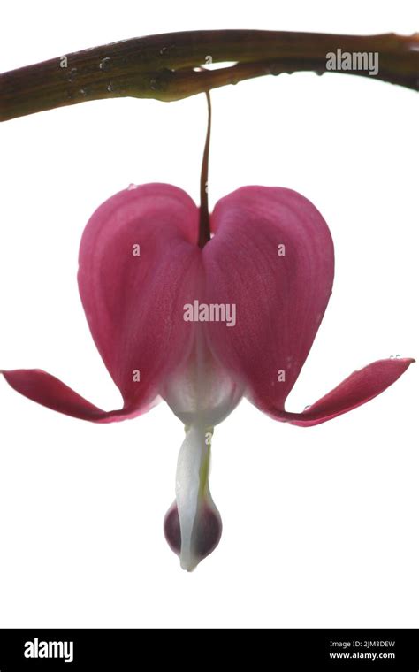 Bleeding Cut Out Stock Images And Pictures Alamy