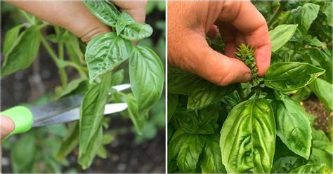 9 Clever Basil Harvesting Tips Thatll Keep Your Plant Lush And Leafy