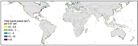 Mapping The World S Tidal Marshes Geography Realm