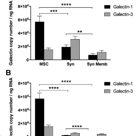 Constitutive Galectin Gene Expression Galectin 1 And Galectin 3