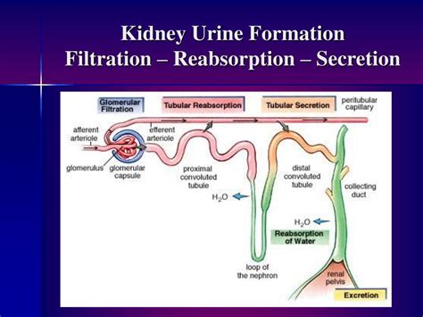Ppt Overview Of The Urogenital System Urinary Division Powerpoint Presentation Id 5279323