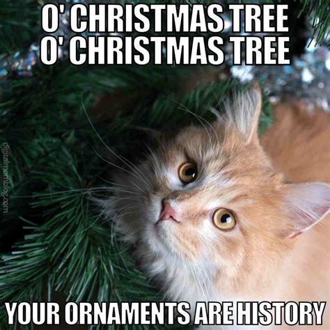 25 Purrfect Christmas Cat Memes Feline Festive Fun