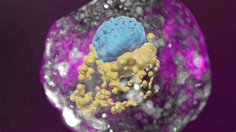 Complete Models Of Human Embryos Created From Stem Cells In Lab