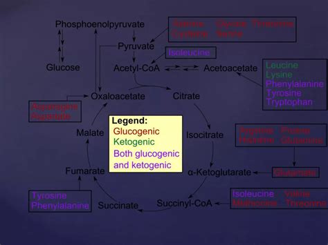 Krebs Cycle Citric Acid Cycle Ppt