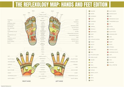 Hands And Feet Reflexology Chart Wordlayouts