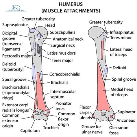 Intertubercular Groove Of Humerus Muscles
