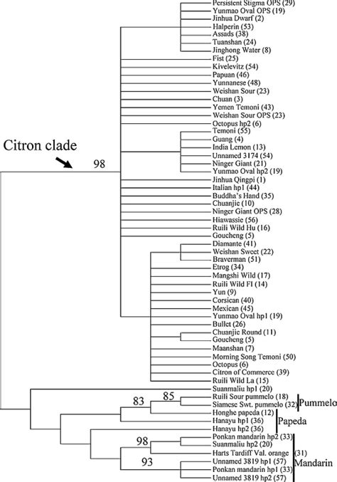 maximum parsimony tree constructed from 60 mdh sequences two haplotype