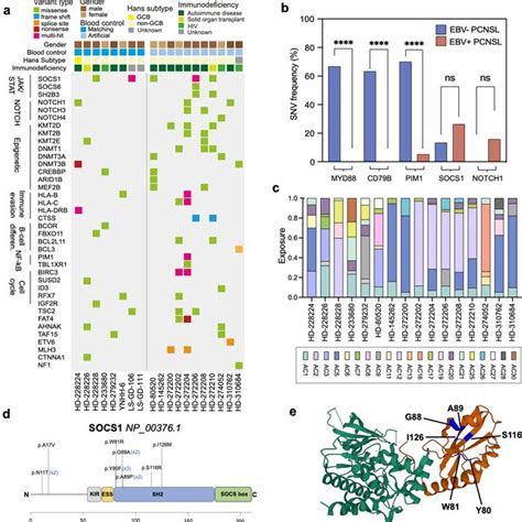 Single Nucleotide Variants In Ebv⁺ Pcnsl A Filtered Genes With