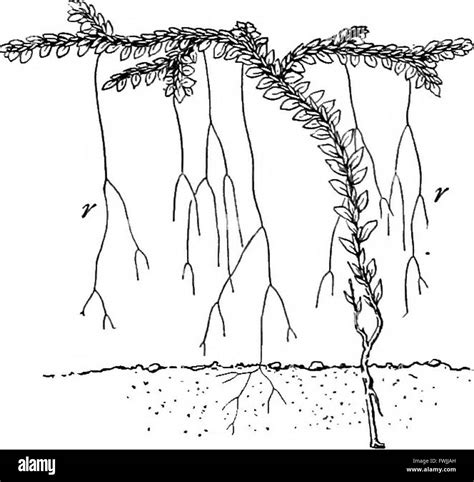 This Textbook On Botany Covers Plant Classification Structure