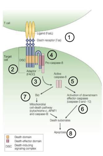 Lecture T Cell Responses And Regulation Flashcards Quizlet