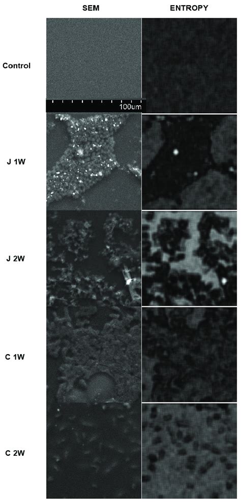 Investigation Of Surface Structures On Orthodontic Alignments Using