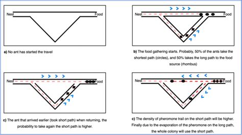 discovery of the shortest path by ants download scientific diagram