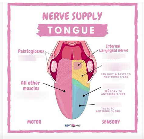 Tongue Muscle Innervation