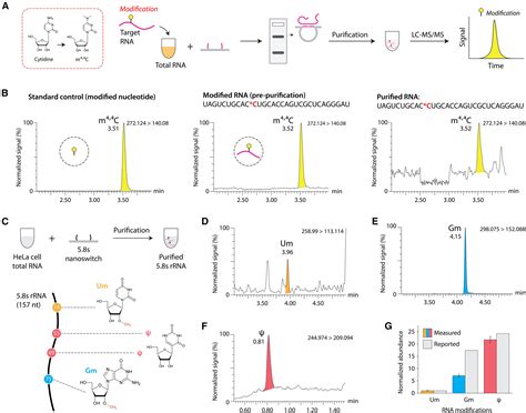 Sequence Selective Purification Of Biological Rnas Using Dna