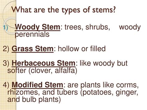 Types Of Woody Stems At David Headrick Blog